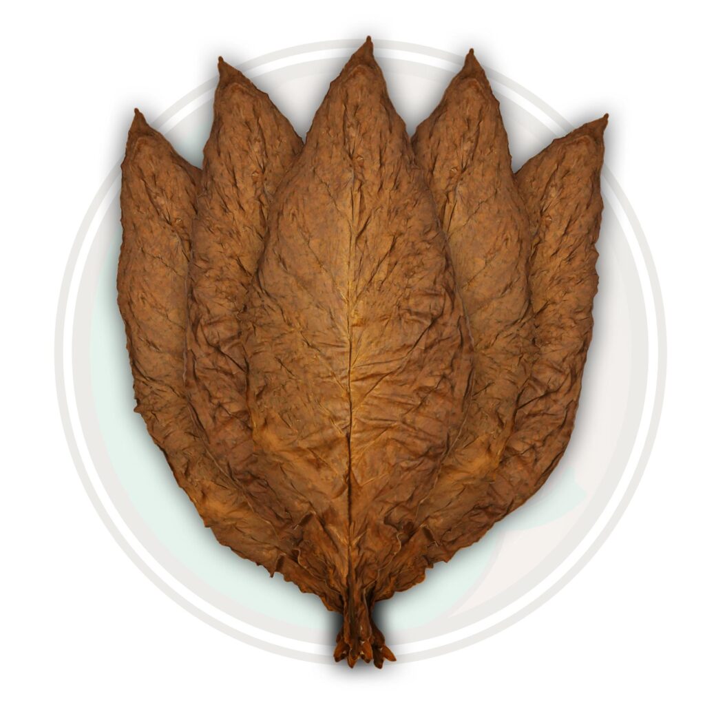 QB-52 Fronto Wrapper - My Buds