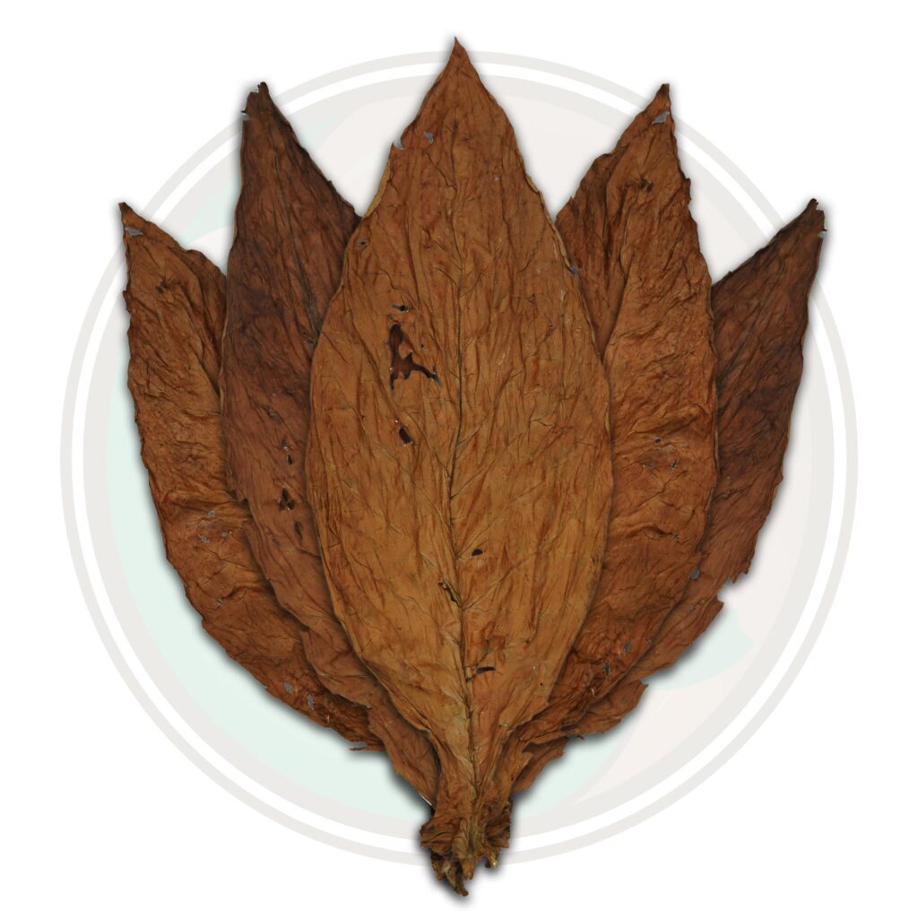 QB-52 Fronto Wrapper L - My Buds